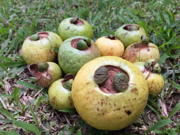 The best exotic fruit you must try in Costa Rica